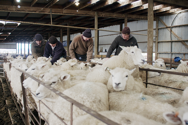 Body condition scoring (sheep) | Beef + Lamb New Zealand