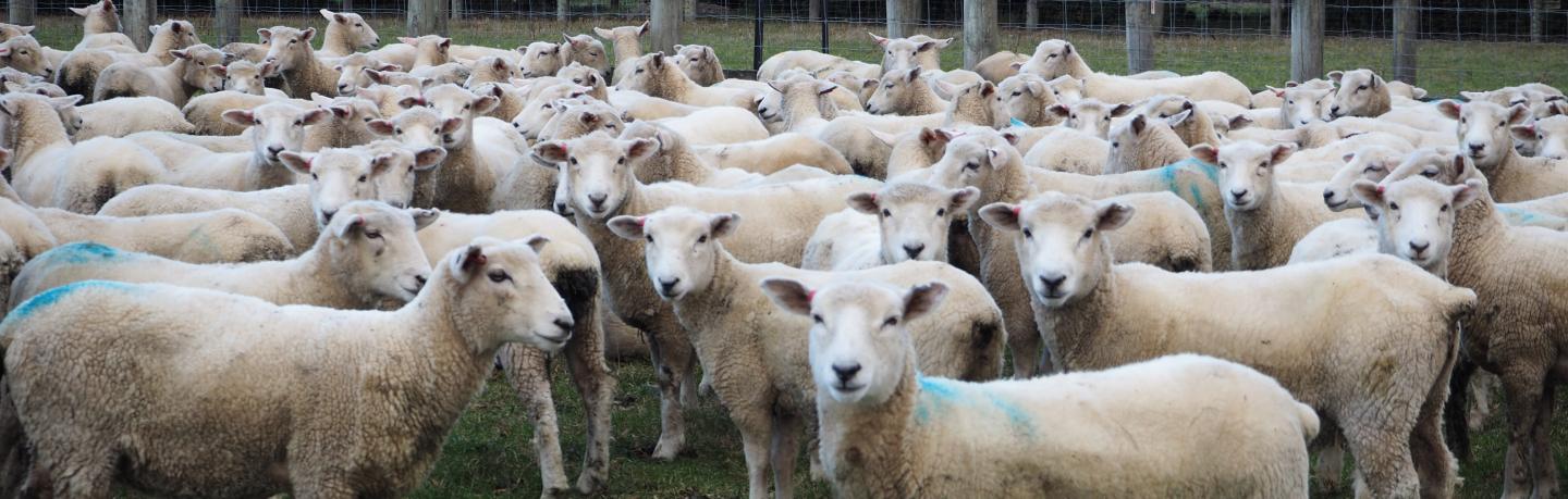 Ovine age verification for EU and UK Markets | Beef + Lamb New Zealand