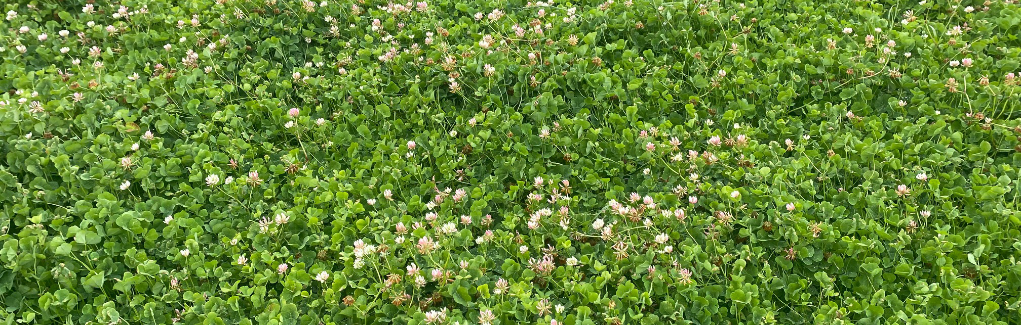 Establishing subterranean clover in autumn | Beef + Lamb New Zealand