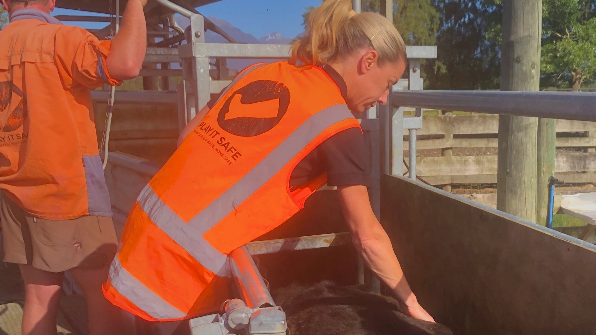 Breeder workshops a step towards NZ-specific EBVs | Beef + Lamb New Zealand