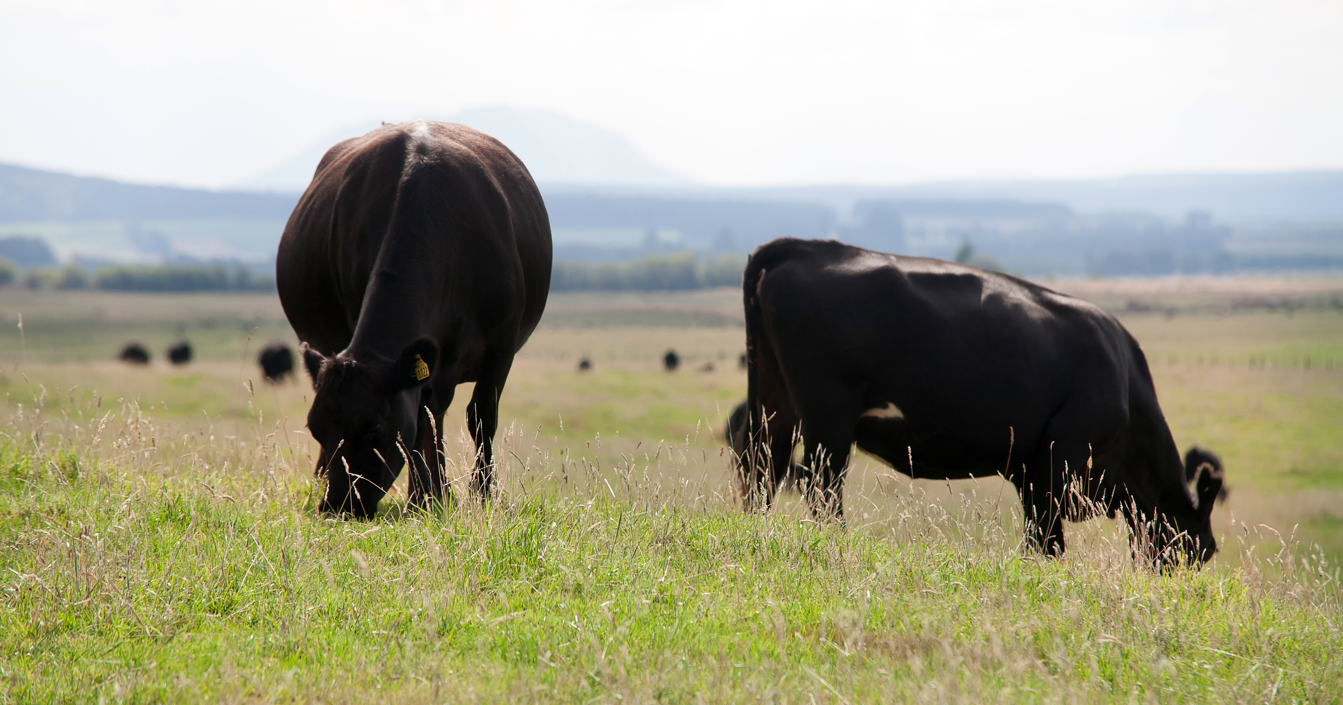 Unlocking the secrets of fat bottomed cows – and other burning ...