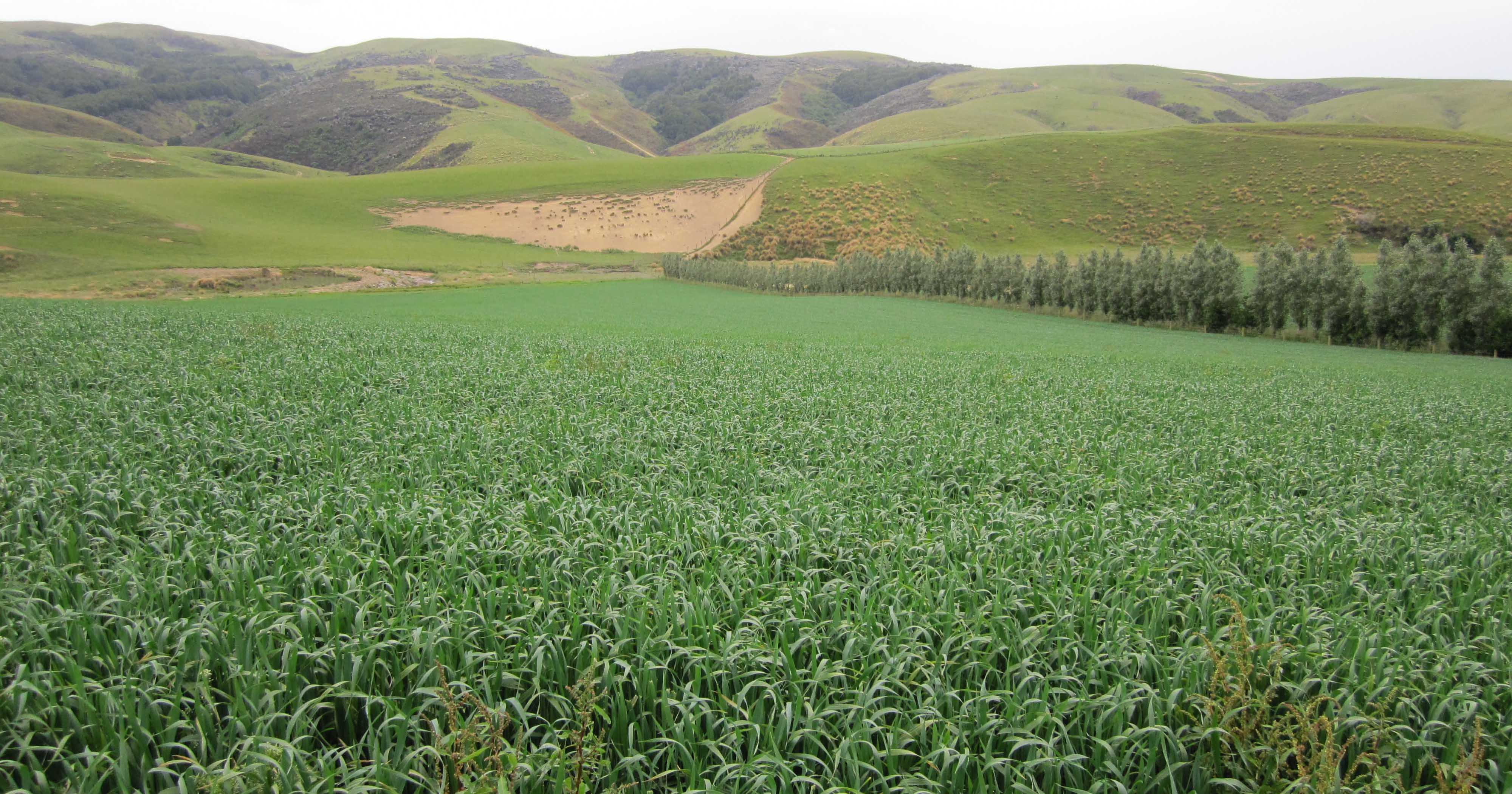 Growing catch crops this spring | Beef + Lamb New Zealand