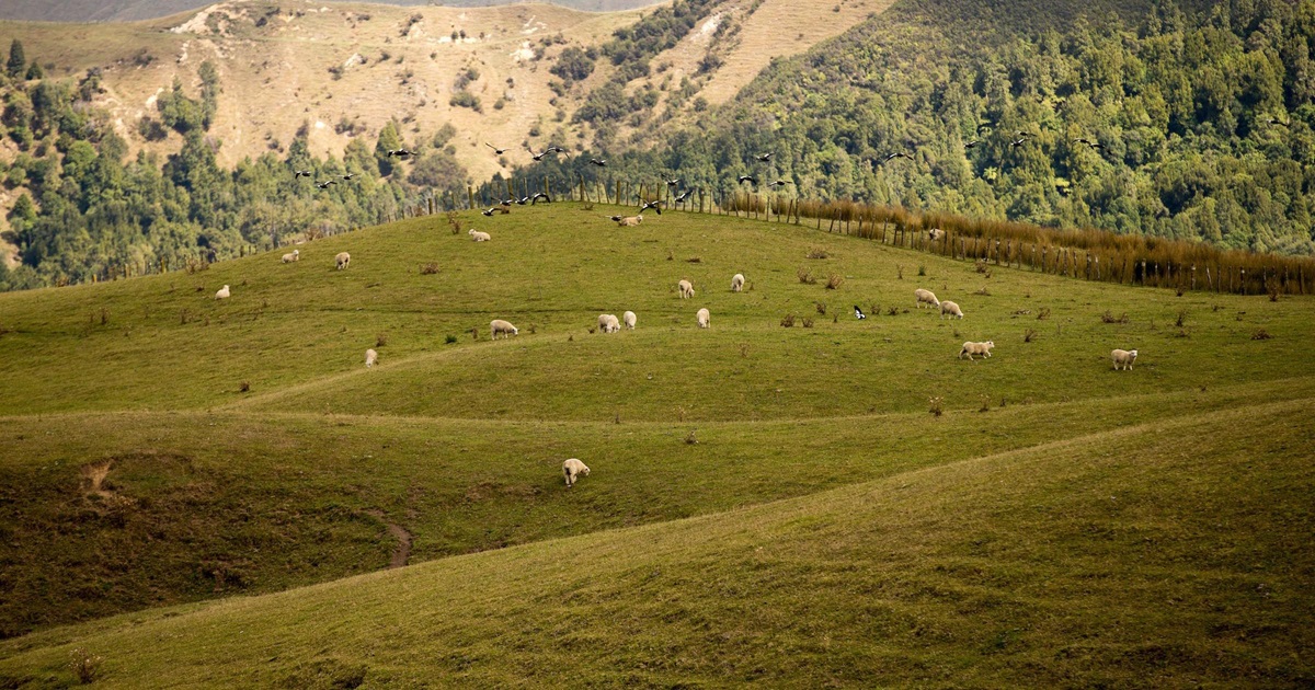 Innovation driving hill country success | Beef + Lamb New Zealand