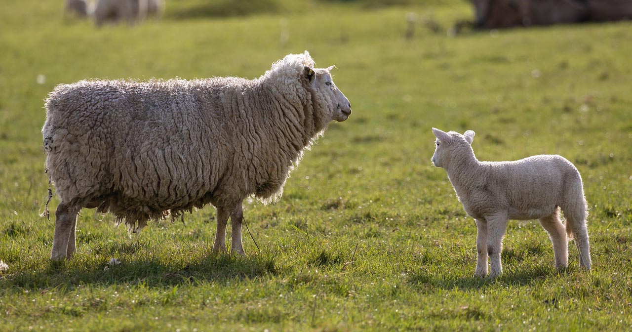 Lamb worm management with Isaac and Bella Milne's whole-farm strategy ...
