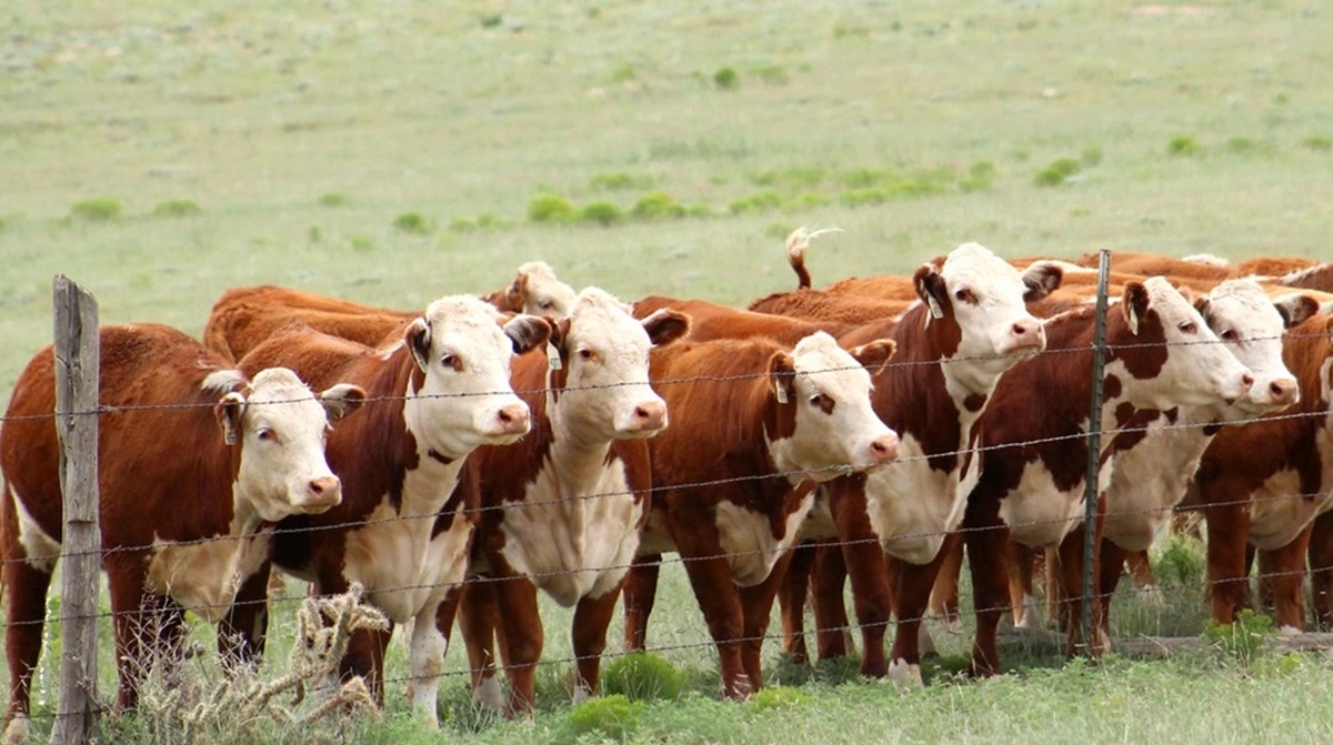 Planning for a successful yearling heifer mating programme | Beef ...