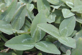 Caucasian Clover | Beef + Lamb New Zealand