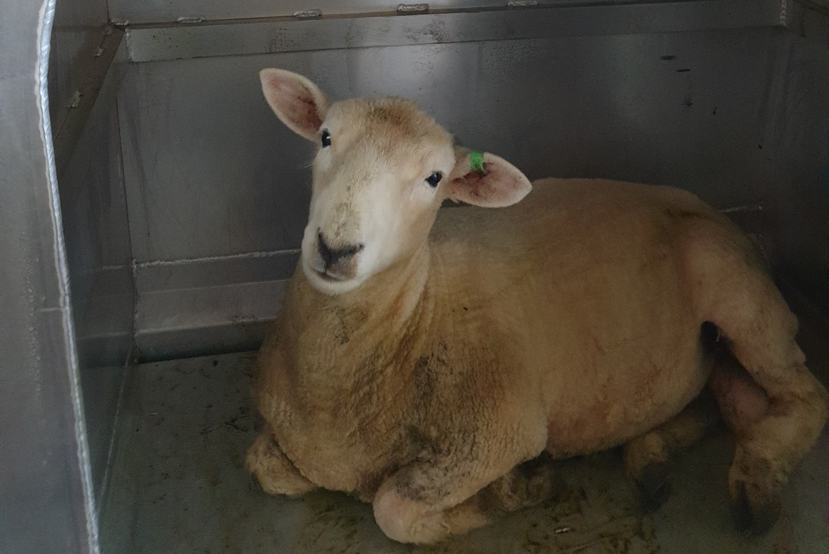 Expressions of interest open in Cool Sheep® programme’s methane ...