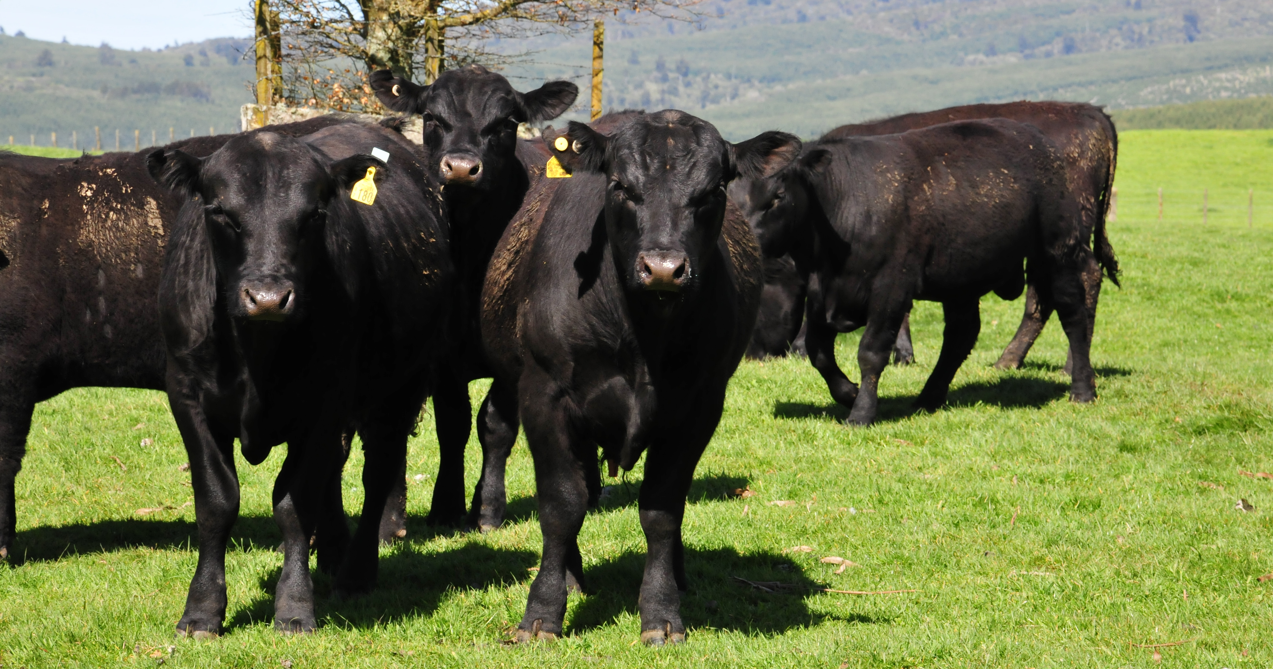 Weaning is a good time to BCS cows to help with feed planning | Beef ...