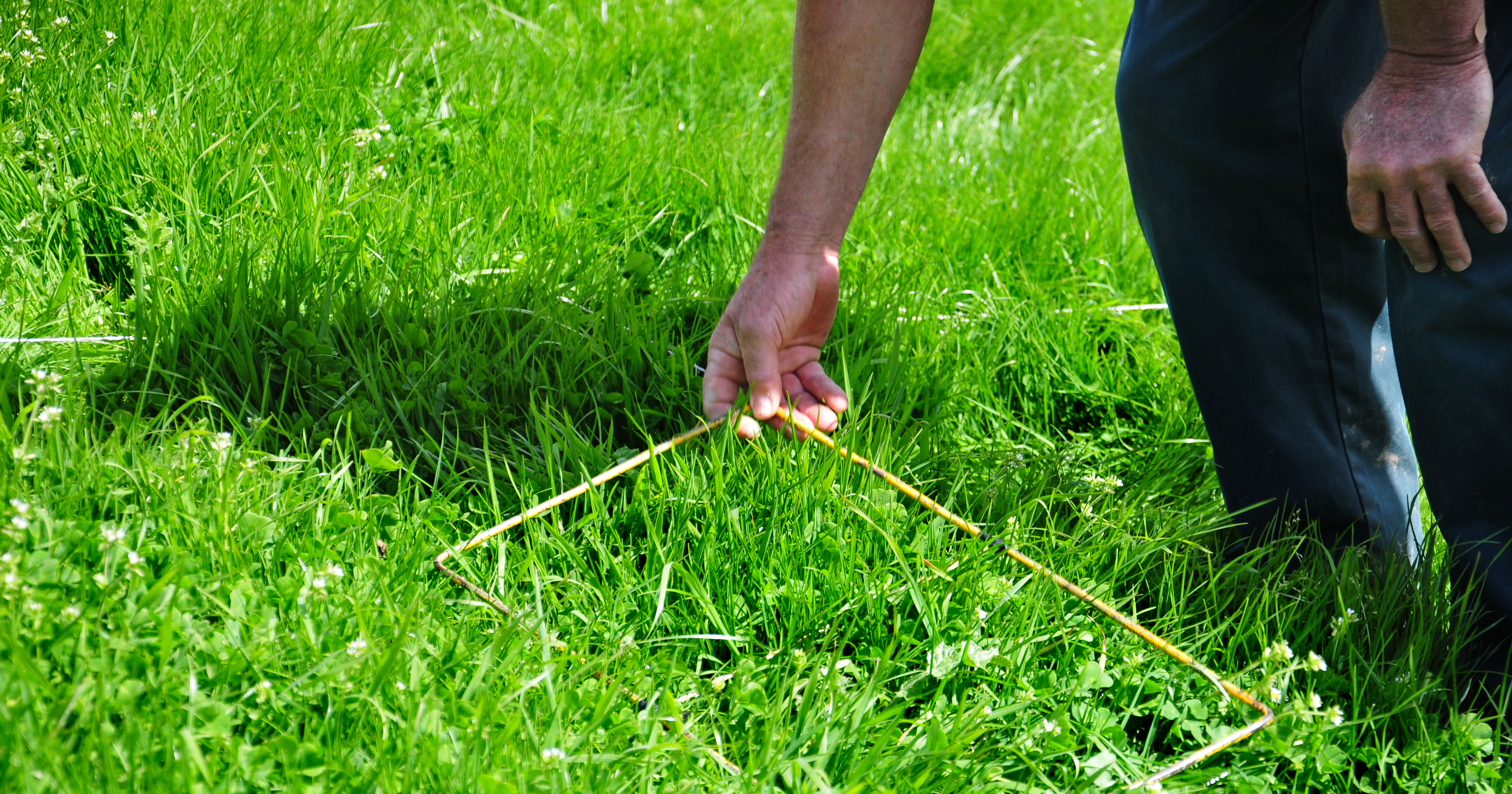 Preparing for sowing subterranean clover this autumn | Beef + Lamb New ...