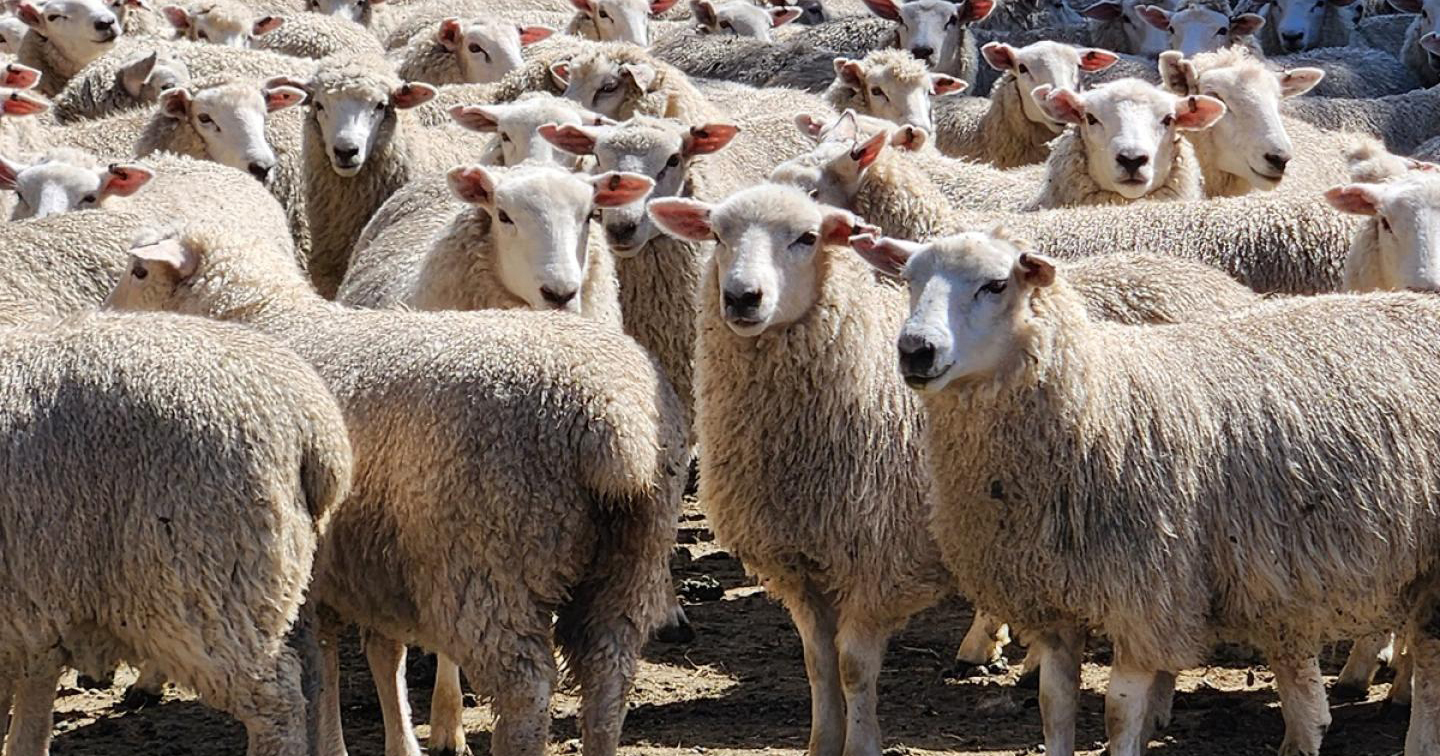 Southern farmers push boundaries with hogget lambing performance | Beef ...