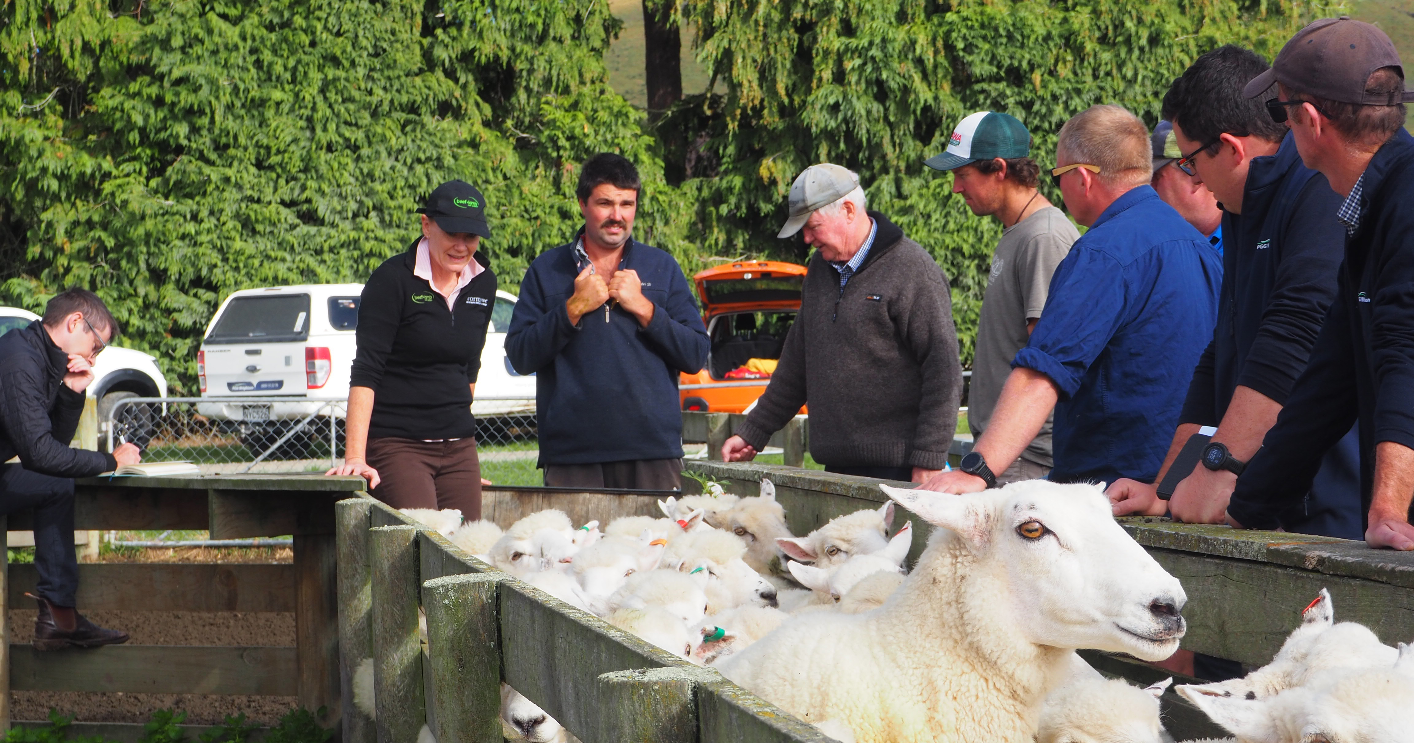 Livestock Parasite Management Groups tackle drench resistance | Beef ...