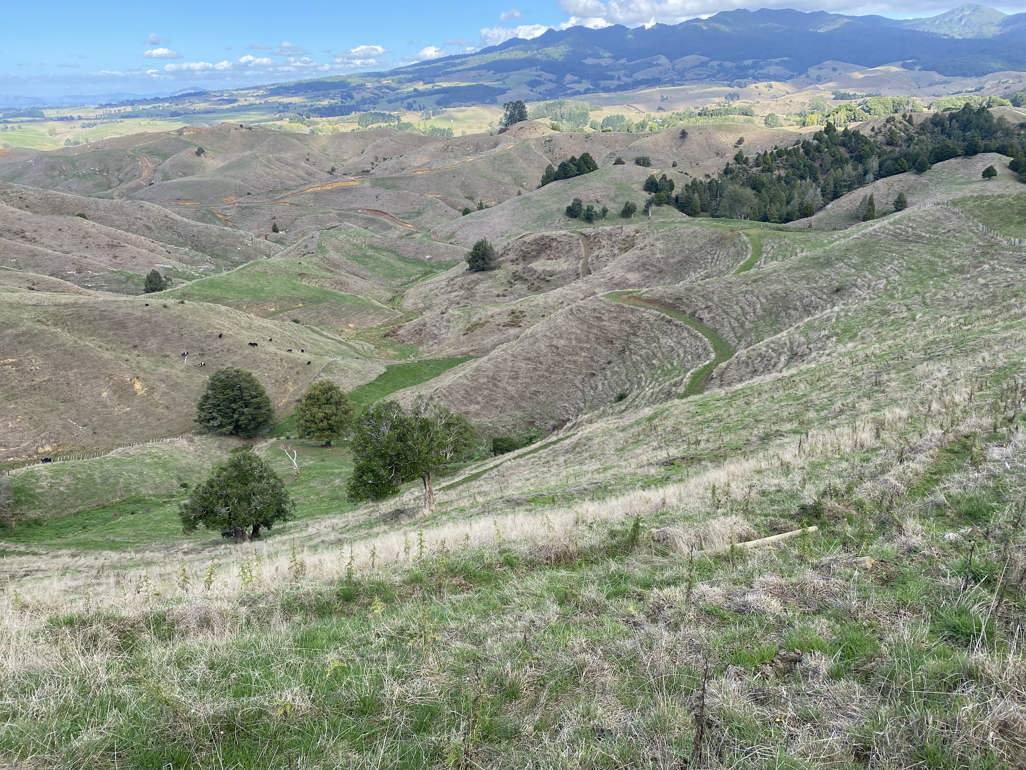 Grazing system highlighted at B+LNZ Monitor Farm field day | Beef ...