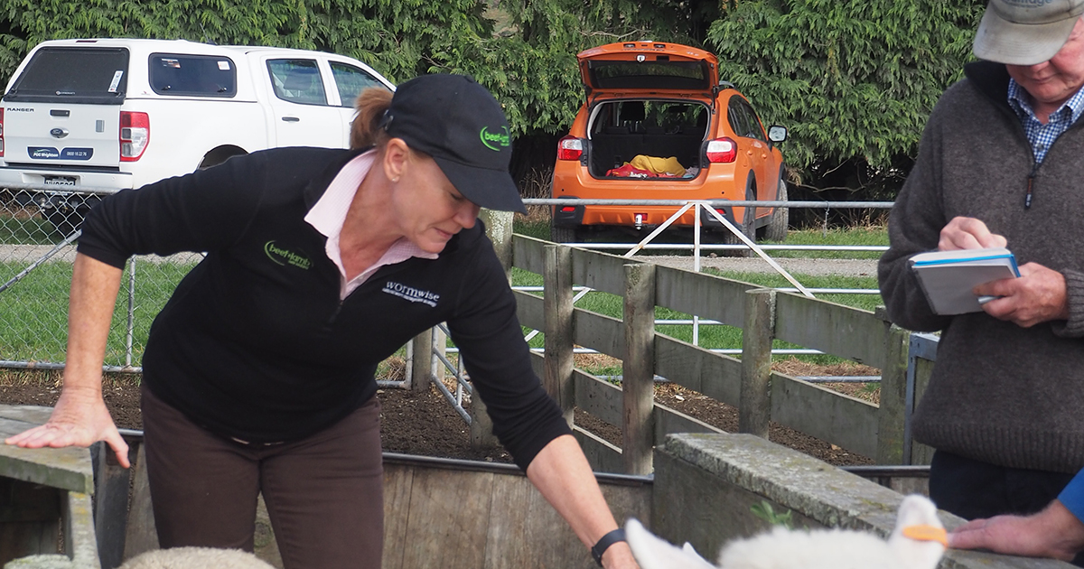 Should I drench light ewes at scanning? | Beef + Lamb New Zealand