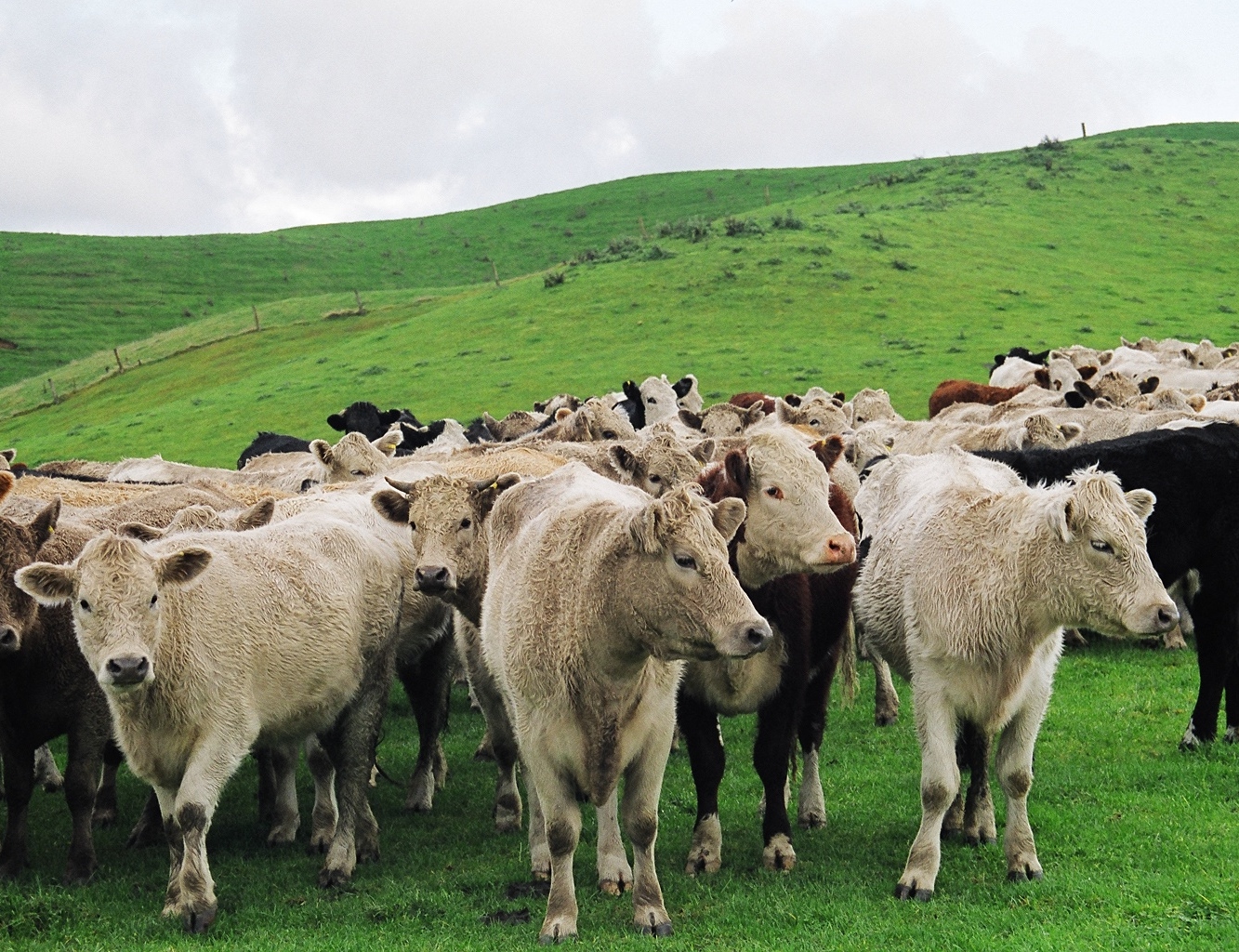 Better beef systems | Beef + Lamb New Zealand
