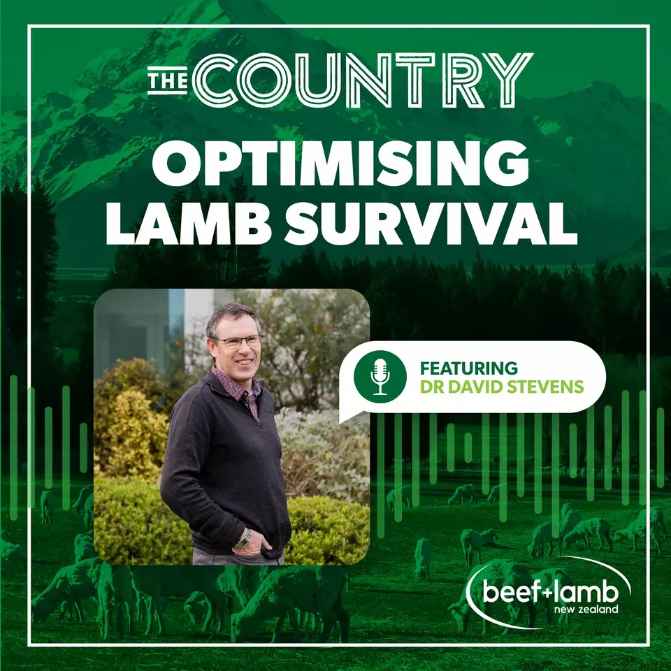 Optimising lamb survival: episode three with Dr Rene Corner-Thomas ...