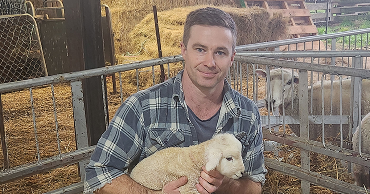 Indoor lambing system continues to deliver | Beef + Lamb New Zealand