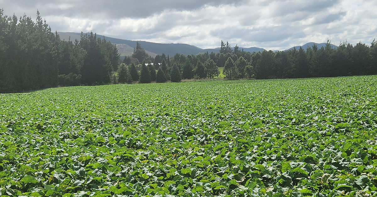 Planning ahead for next year’s winter forage crops | Beef + Lamb New ...