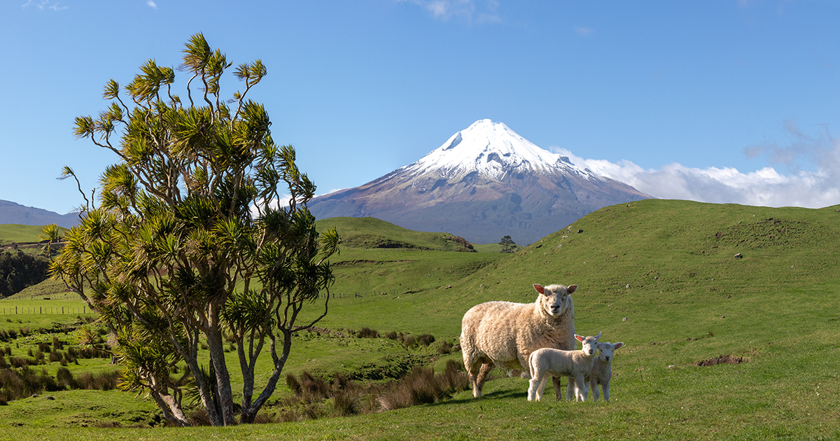 B+LNZ New Season Outlook highlights high values for sheep and beef but ...