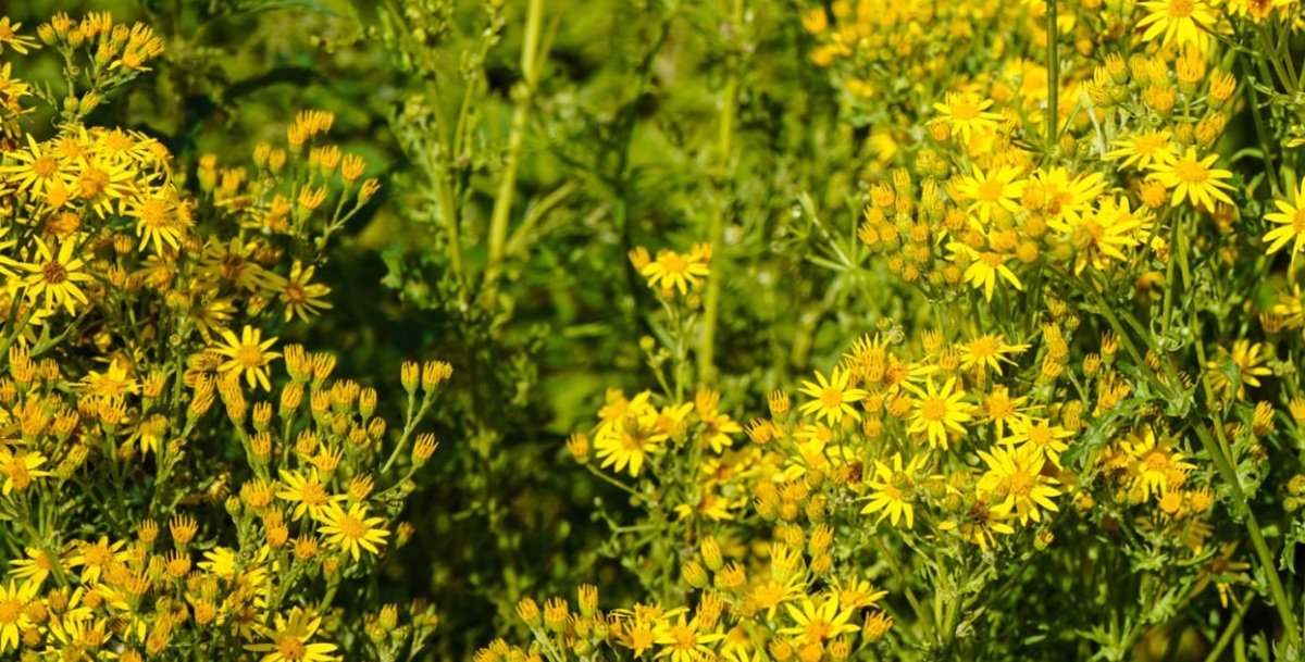 Joining forces to get ahead of Madagascar ragwort | Beef + Lamb New Zealand