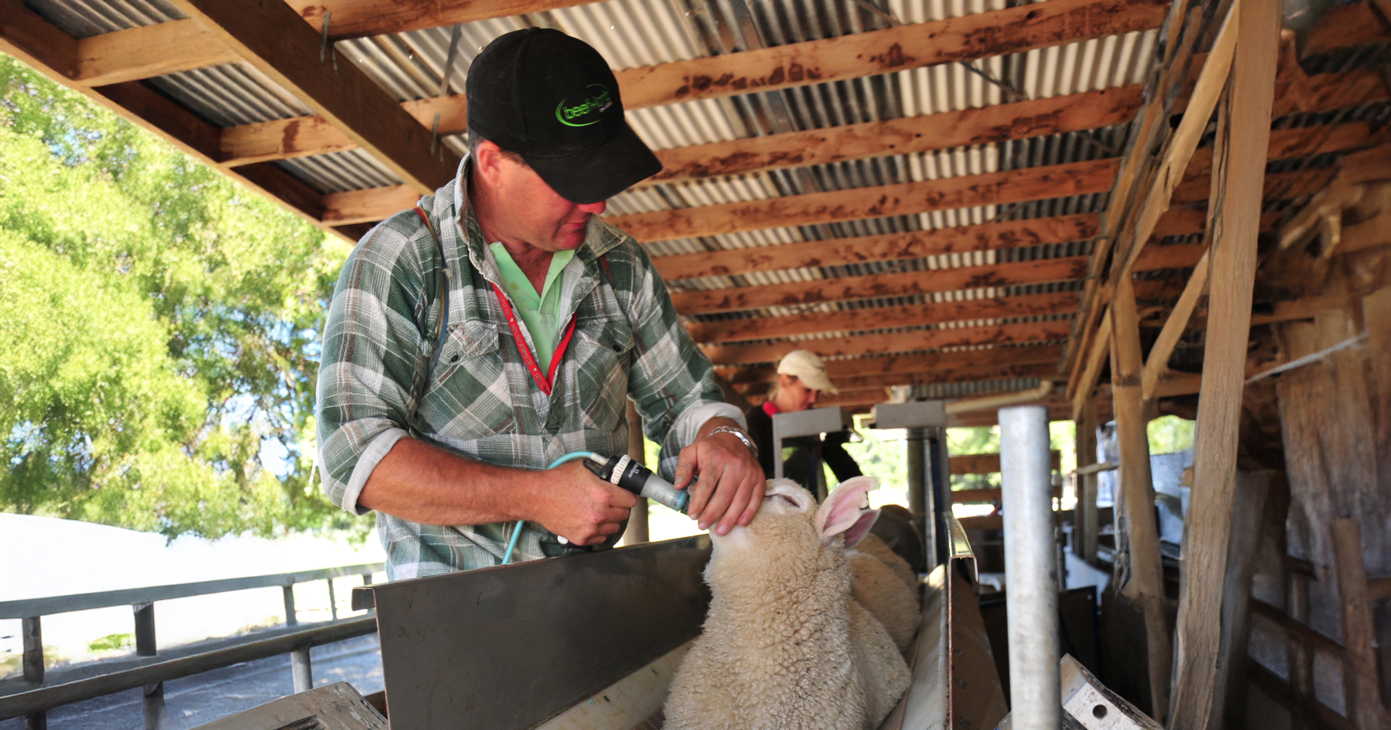 Is your lamb drench working? | Beef + Lamb New Zealand