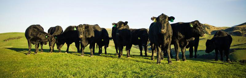 nProve Beef proving popular | Beef + Lamb New Zealand