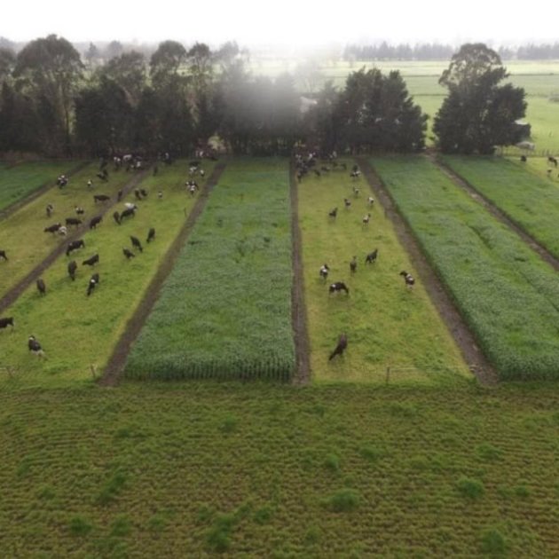 Fill that Gap Part 1 – Catch/Cover Cropping | Beef + Lamb New Zealand