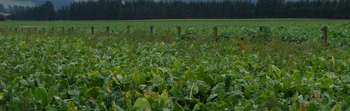 Preparing paddocks for winter grazing | Beef + Lamb New Zealand