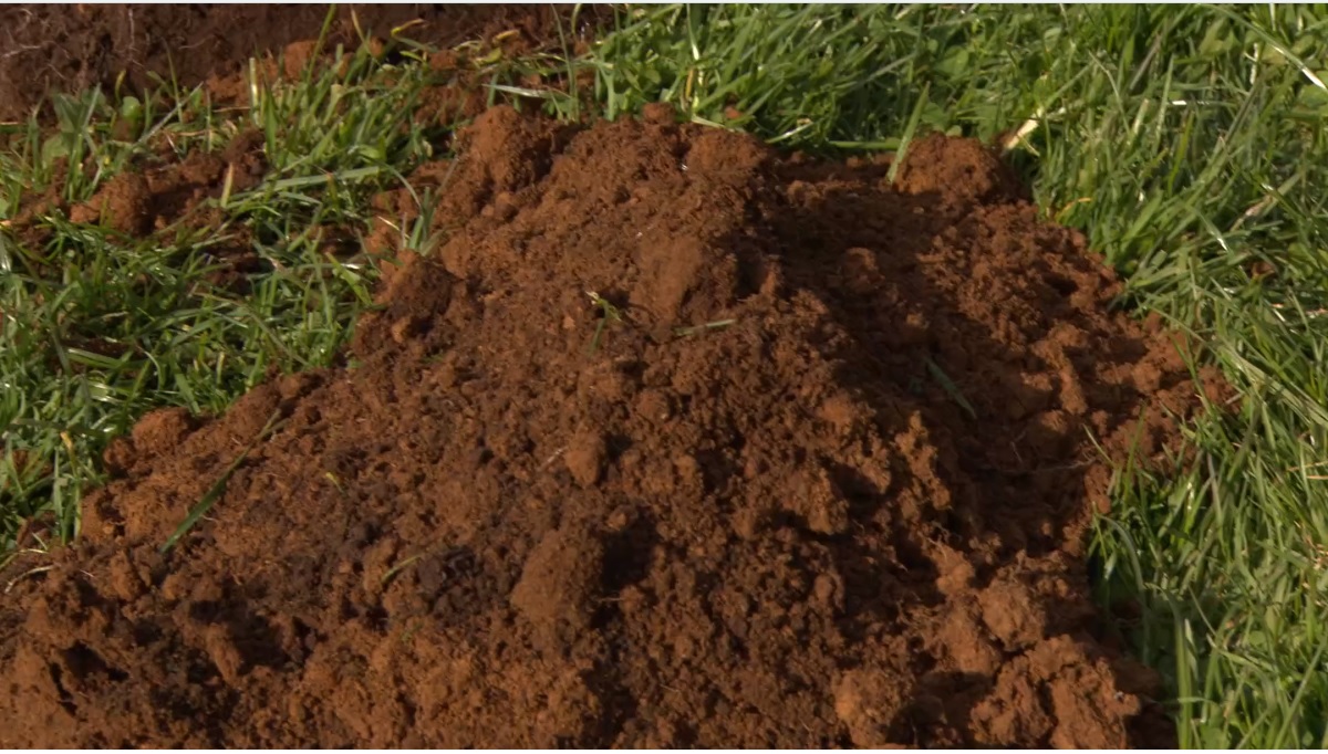 Understanding your soils | Beef + Lamb New Zealand