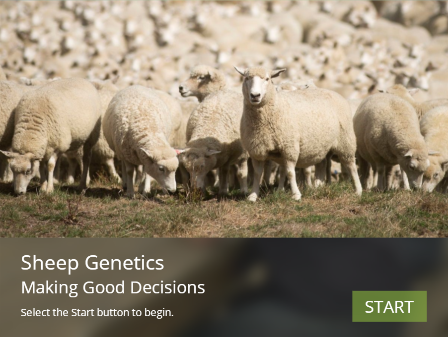 Sheep genetics | Beef + Lamb New Zealand