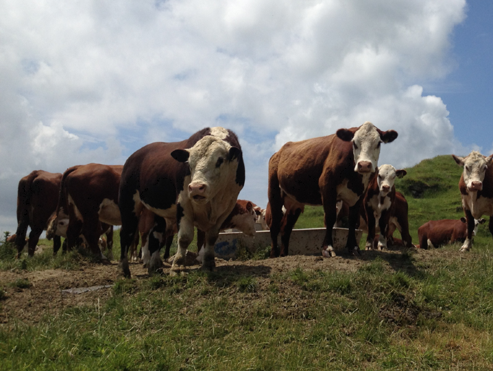 Stock water management | Beef + Lamb New Zealand