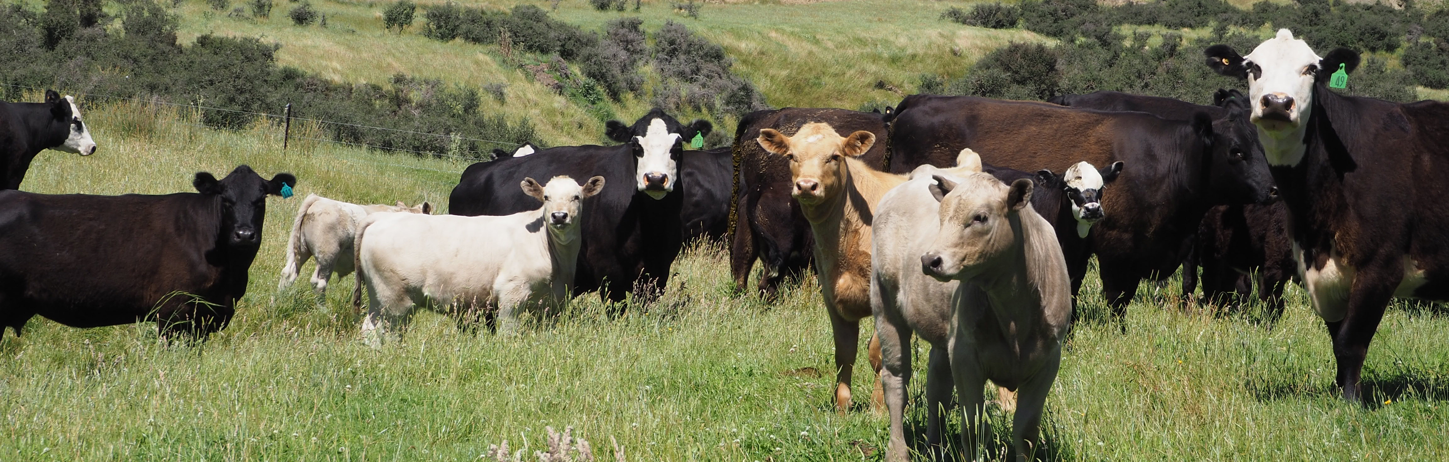 Survey identifies traits of importance to NZ beef producers | Beef ...