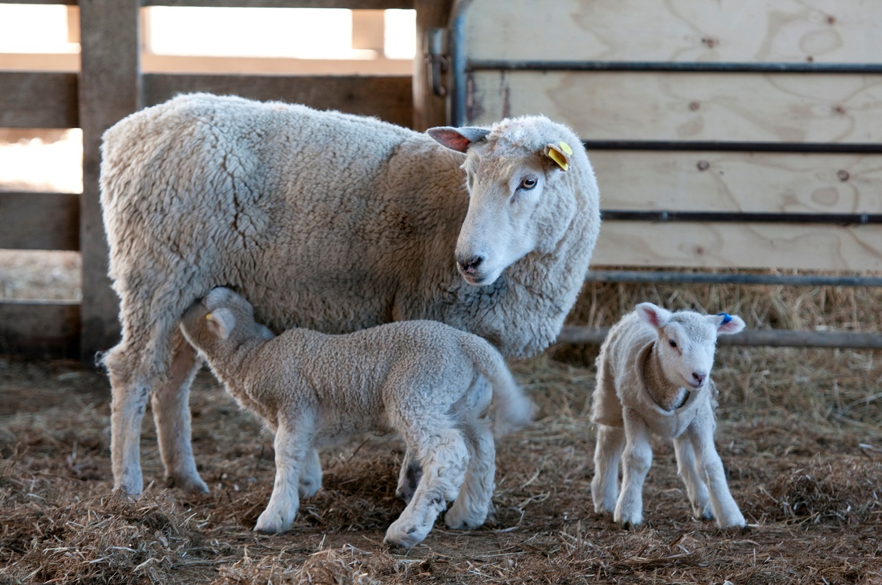 Principles of feeding: From lambing to weaning | Beef + Lamb New Zealand