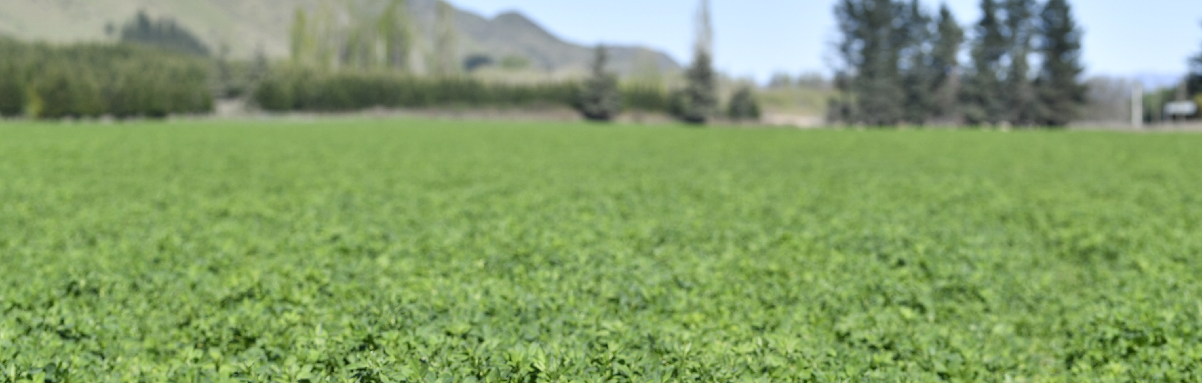 Winter management important to maximise lucerne’s spring potential ...