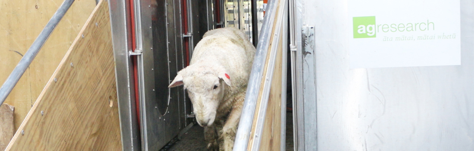 Low methane sheep project a game-changer for farmers | Beef + Lamb New ...