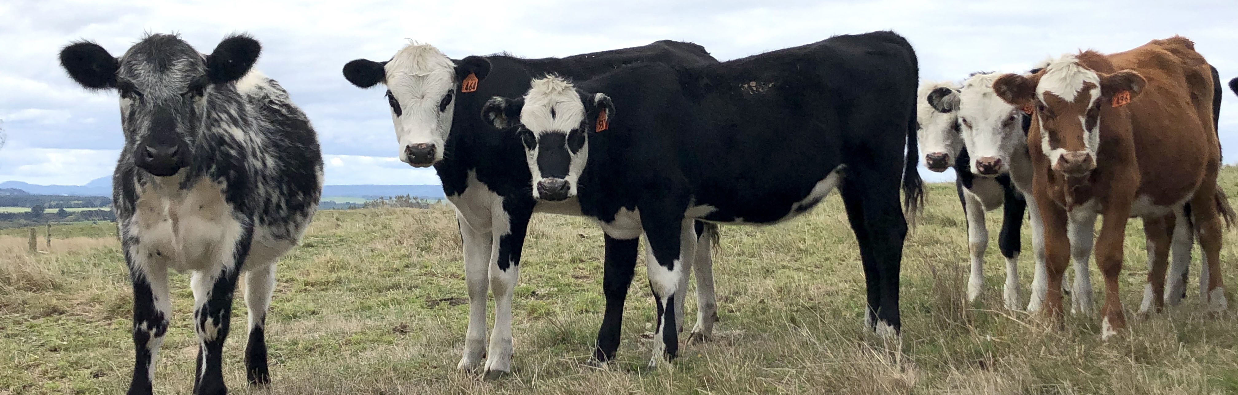 Creating value for non-replacement dairy calves focus at South Island ...