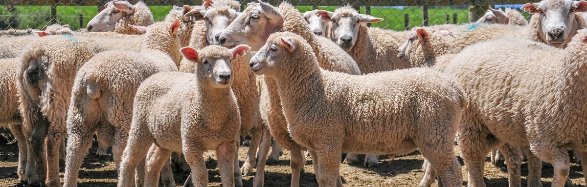 B+LNZ reminds sheep farmers of tail length requirements | Beef + Lamb ...
