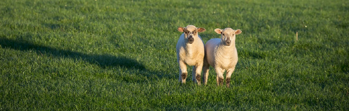 Lamb growth post weaning | Beef + Lamb New Zealand