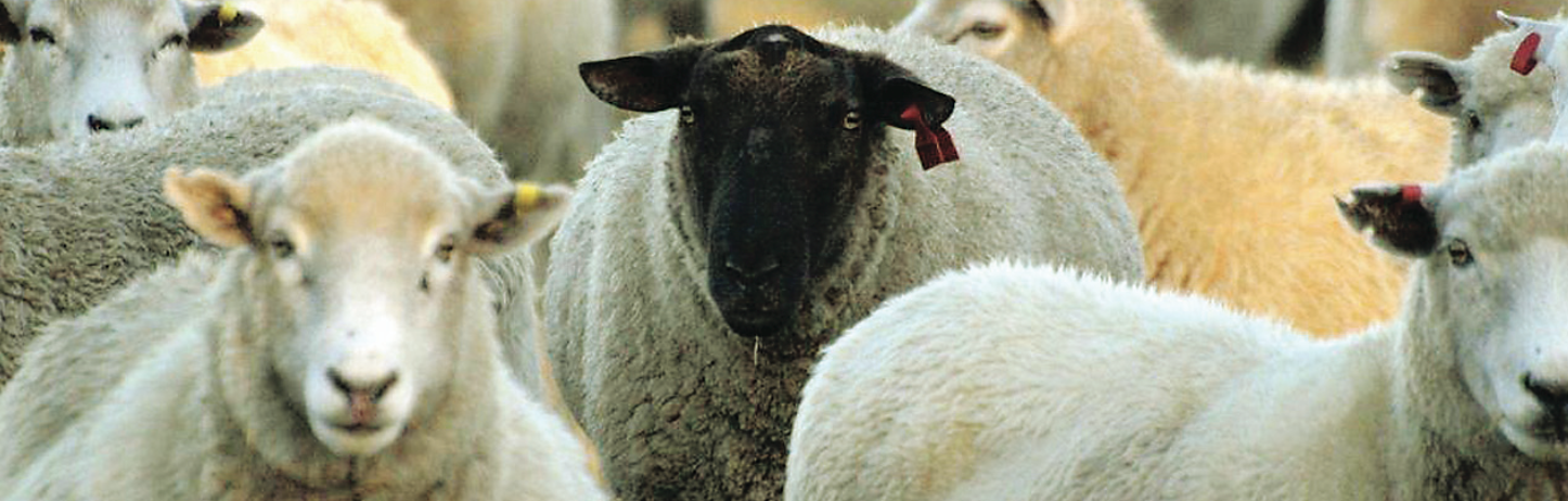 Getting ready for mating | Beef + Lamb New Zealand