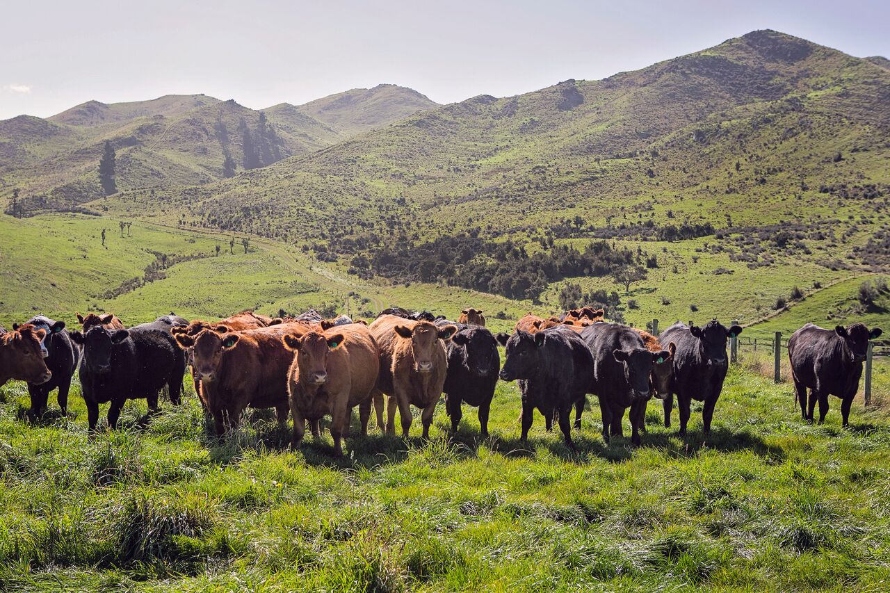 Bob Thomson: Beef farming – the secrets to success | Beef + Lamb New ...
