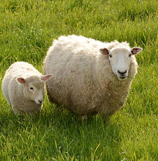 Breakfeed: Wormwise update on the ban on sale and use of Bionic ...