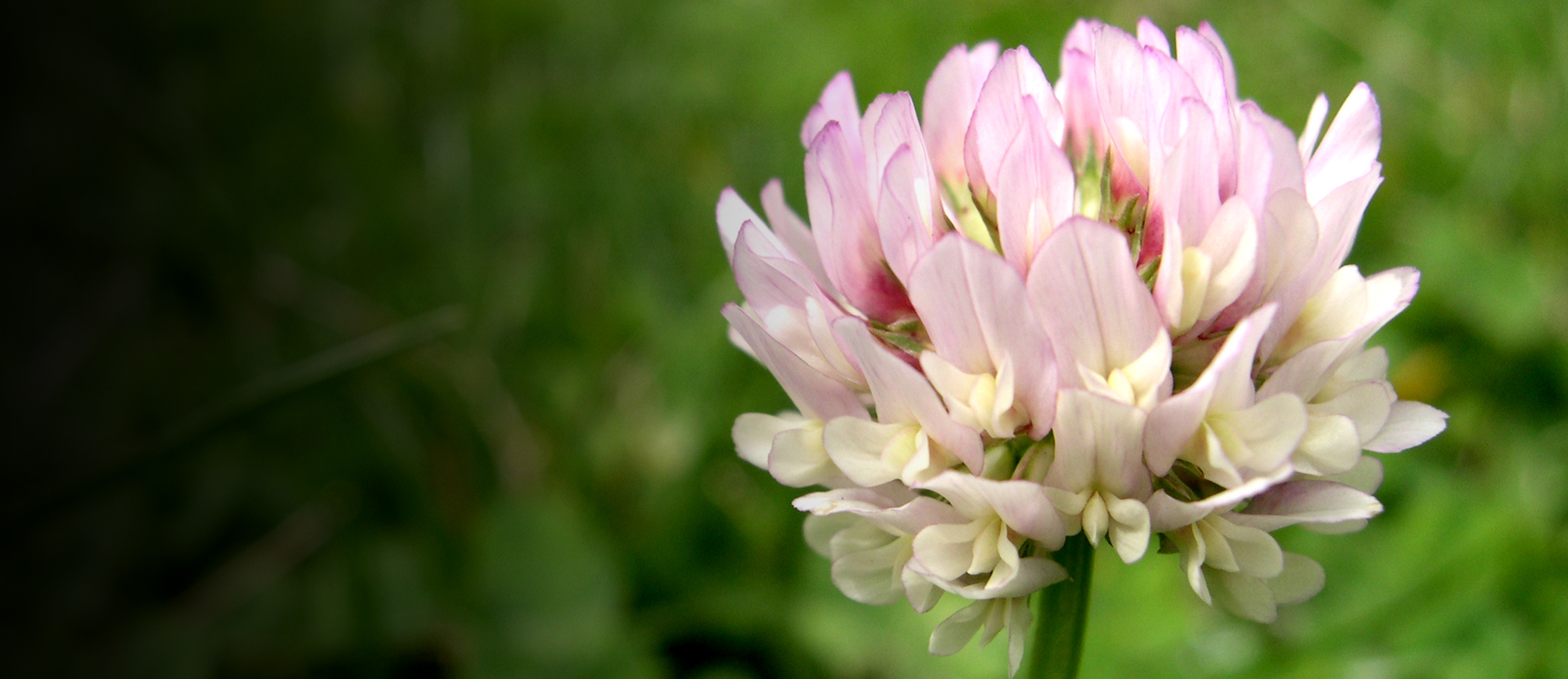 Herb and clover pastures for higher liveweight gain, with Professor ...
