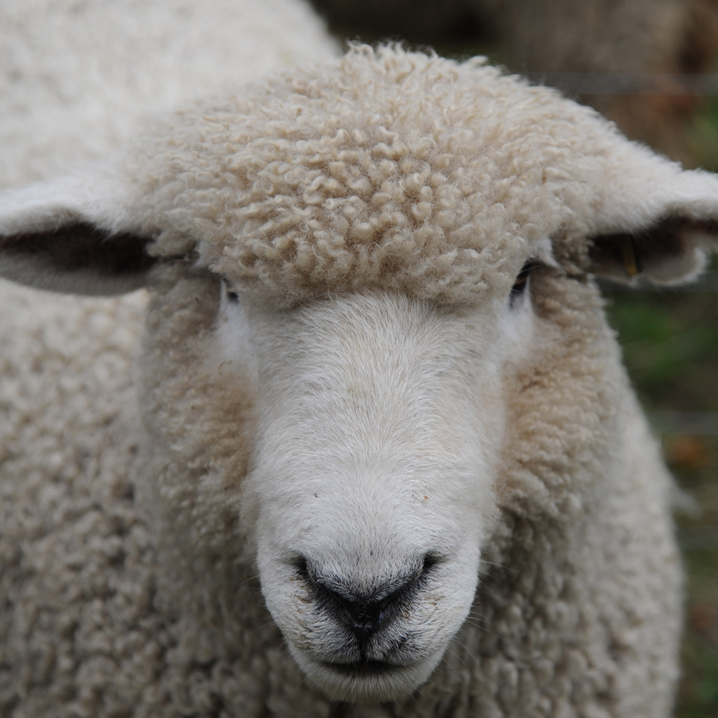 Peter Young: More profit from sheep | Beef + Lamb New Zealand