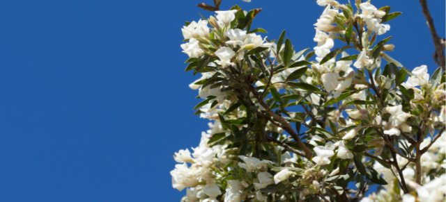 Knowledge Hub | Beef + Lamb New Zealand