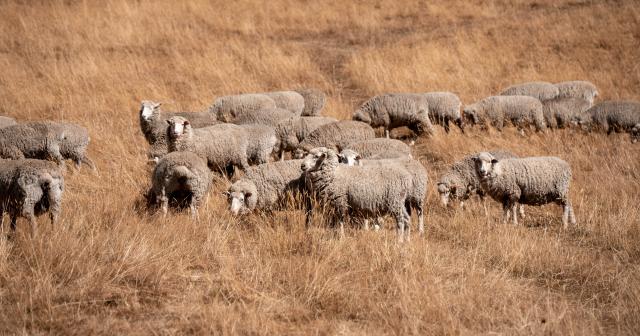 Rams due for health check | Beef + Lamb New Zealand