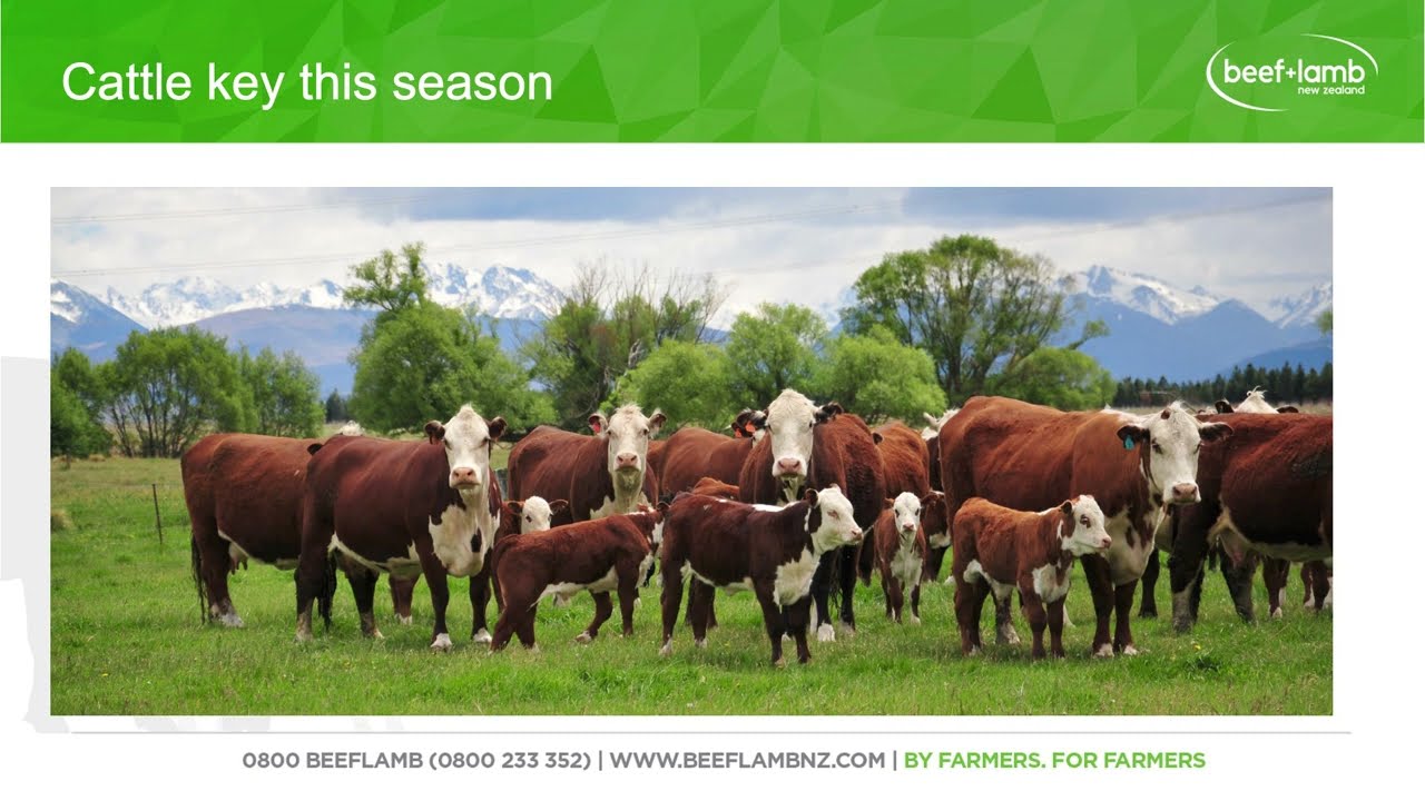 Beef + Lamb New Zealand Mid-Season Update 2023–24 | Beef + Lamb New Zealand