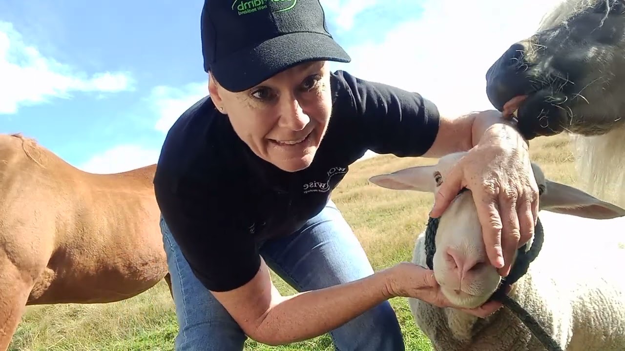 Haemonchus (Barber’s Pole) | Beef + Lamb New Zealand