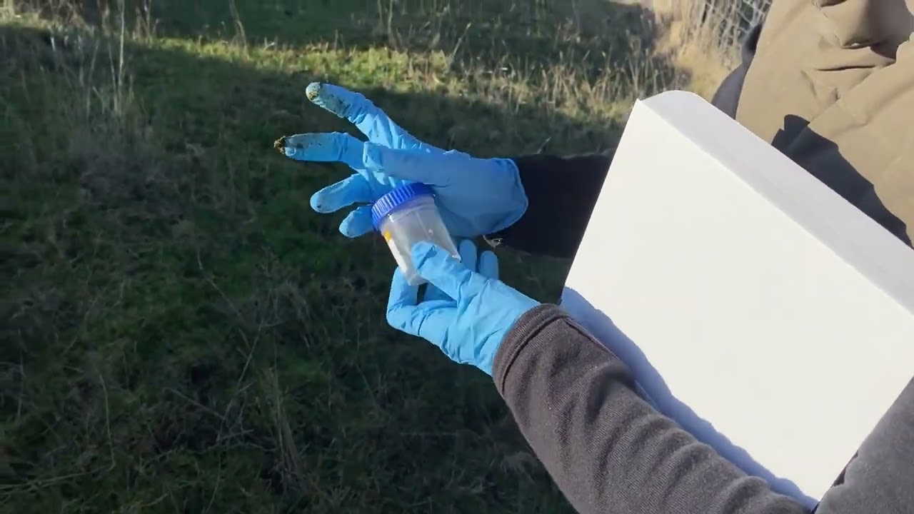 We want your sheep poo: the collection process | Beef + Lamb New Zealand