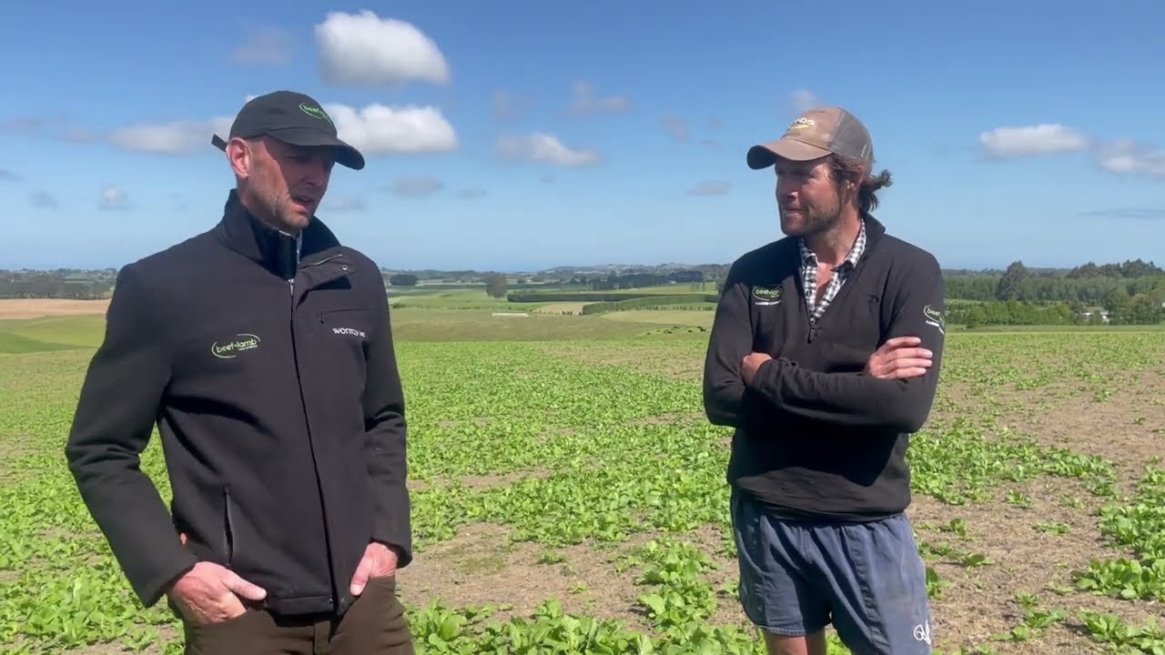 Internal parasite management: insights from farmer Alan Harvey | Beef ...