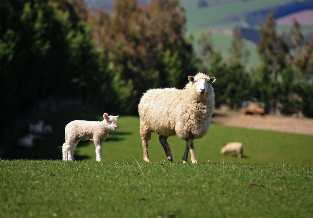 David Stevens: The Lamb Weaning Decision | Beef + Lamb New Zealand