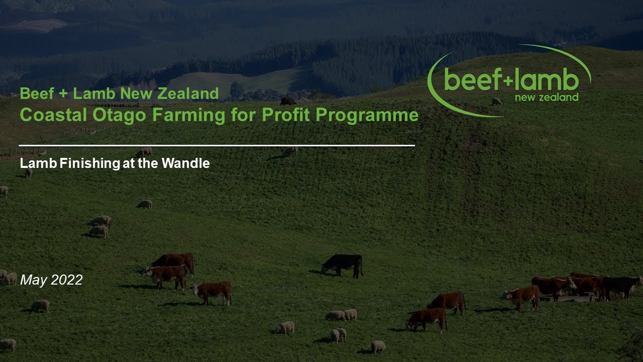 B+LNZ Coastal Farming for Profit – lamb finishing at the Wandle | Beef ...